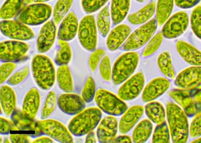 Çöl yosunları, yeşil bitkilerde kuruma toleransına ışık tutuyor - NSF ...